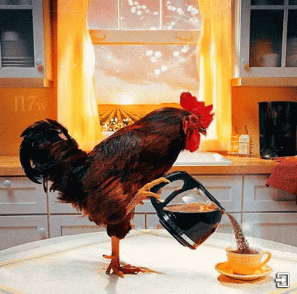 Rooster's Morning Coffee Ritual GIF - Share & View on KLIPY